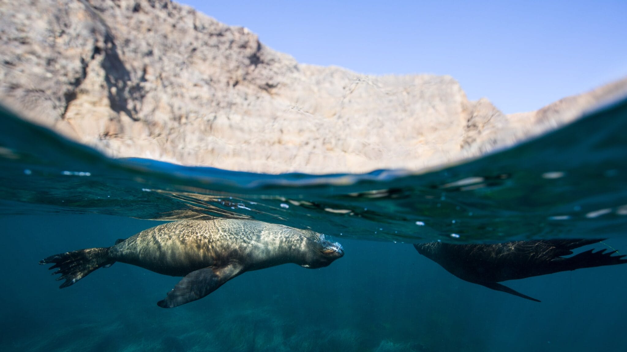 Places to Scuba Dive in California - Dips and Trips