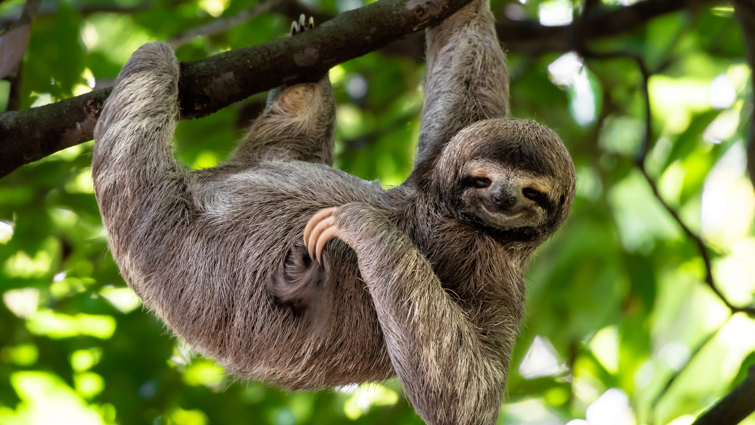 How To Book A Trip To Costa Rica With Points & Miles (The Heart of Adventure) - Dips and Trips