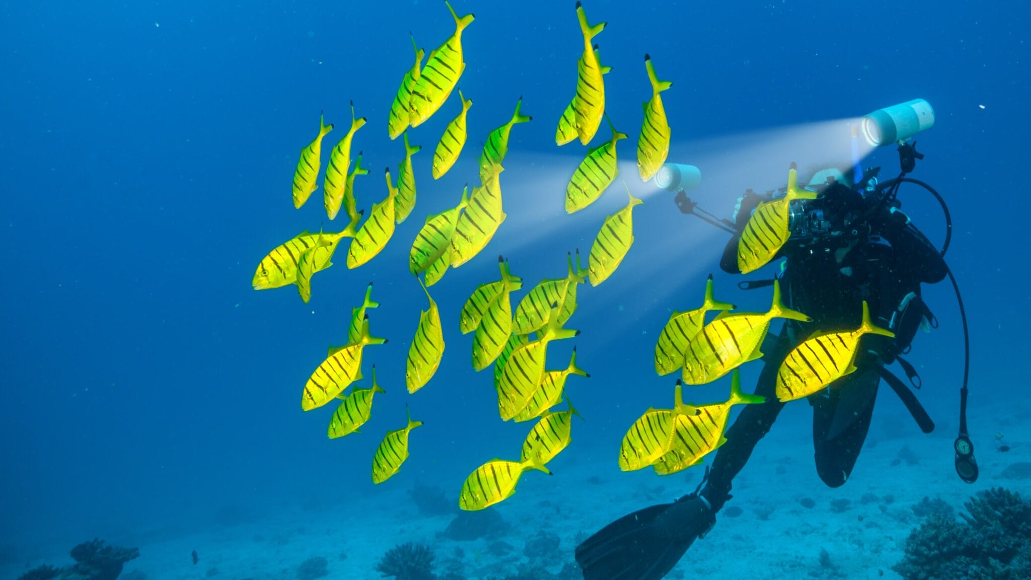 Guide to Underwater Photography: Tips & Tricks for Beginning Snorkelers & Scuba Divers - Dips ...