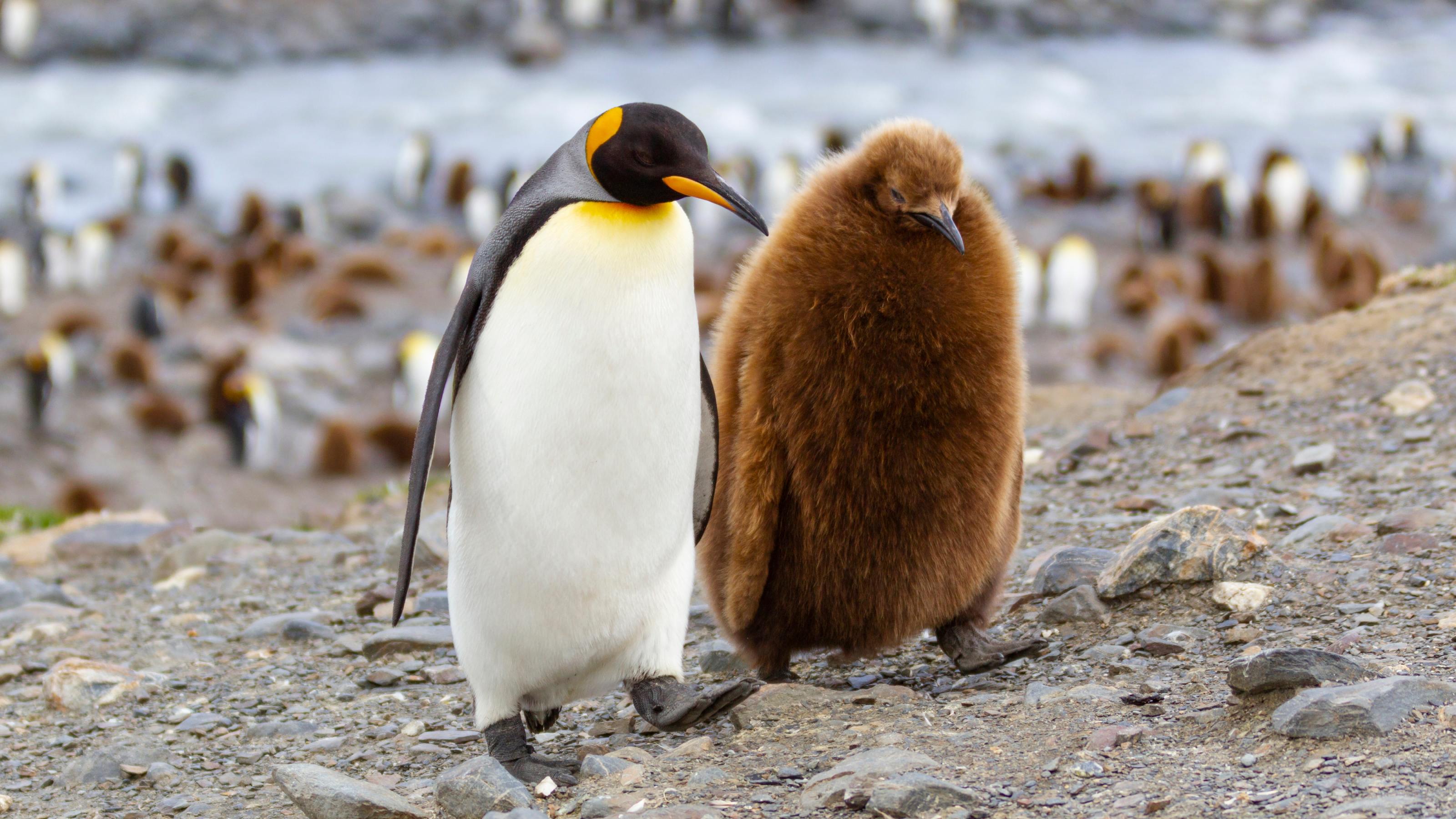 10 Interesting Facts About Penguins - Dips and Trips