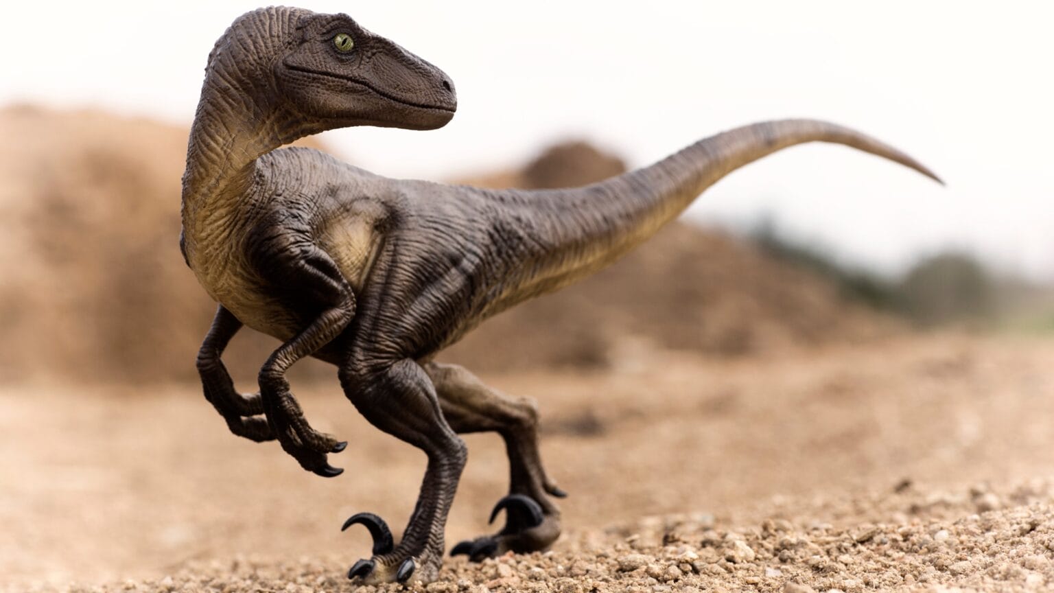 10 Facts You Might Not Know About Velociraptors - Dips and Trips